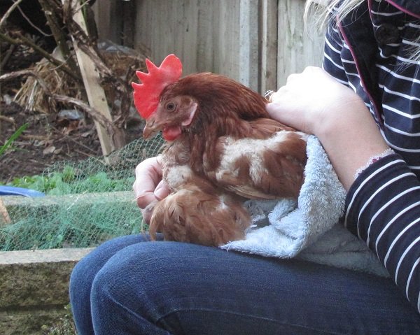 Dotty – our top hen – Victoria Connelly